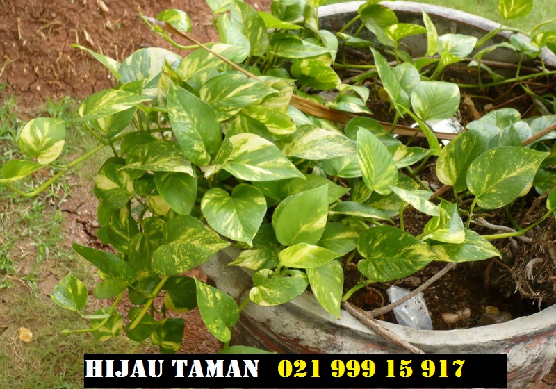 JUAL POHON RAMBAT | LEE KUAN YEW | DOLLAR | MANDEVILLA | SIRIH GADING ...
