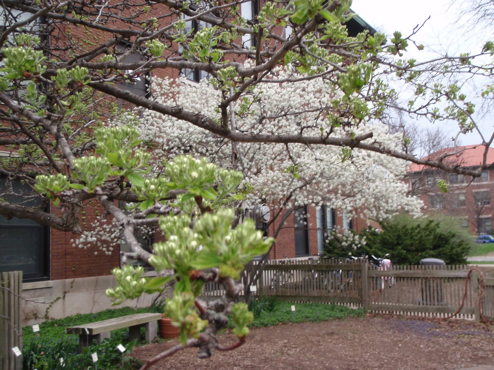 Horticulture Gardens Today: The juneberry tree is flowering