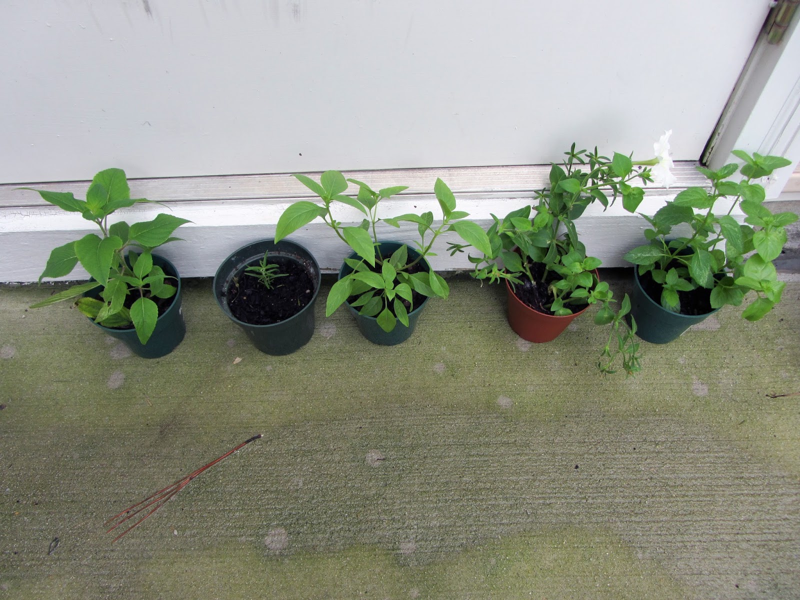 Bobbins of Basil: Rooting cuttings to clone your plants