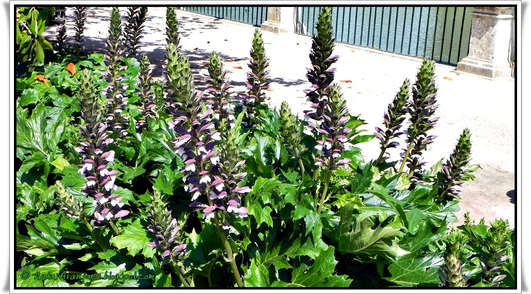 NaturAranjuez: ACANTO - Acanthus mollis