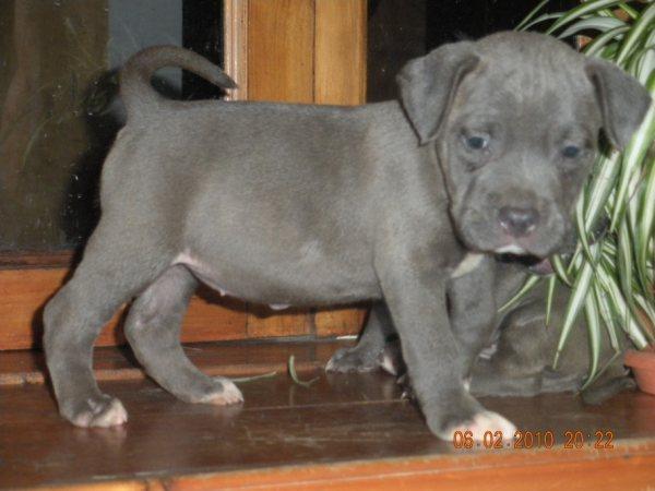 historias de un babau la vida de un perro