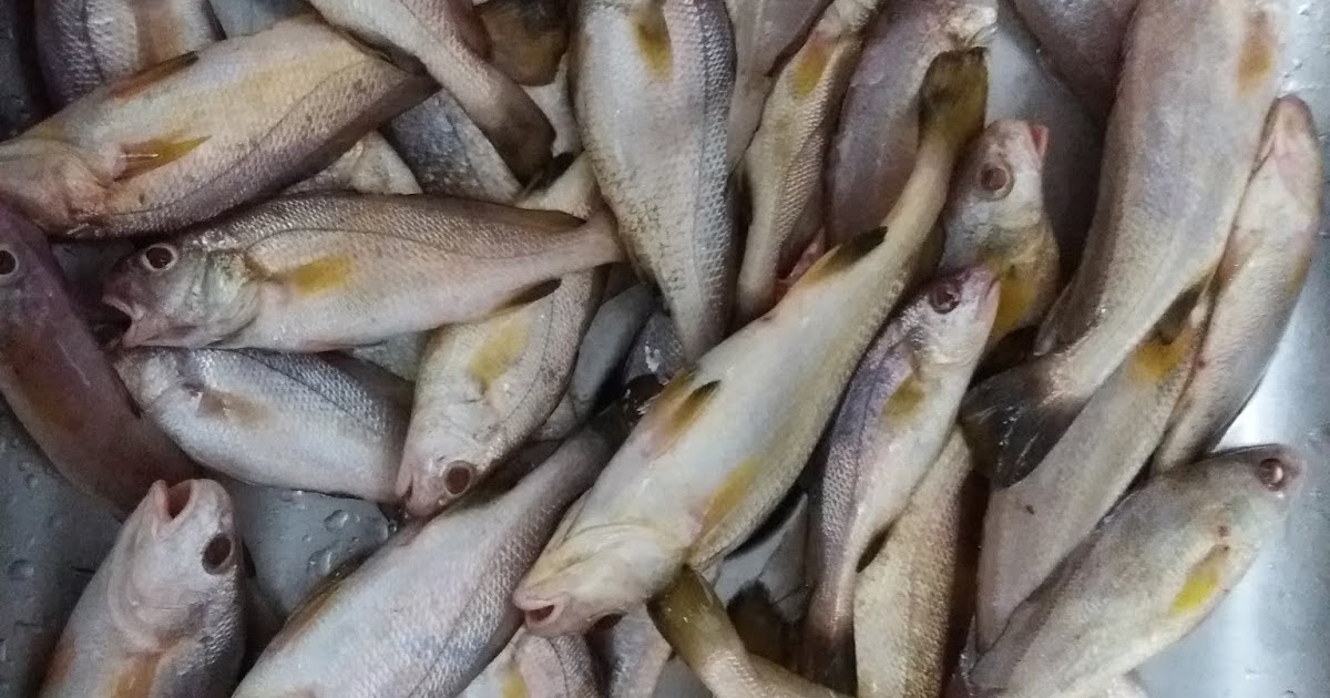 Perambut Tokey: TRIP SANTAI BULUS/GELAMA PANTAI