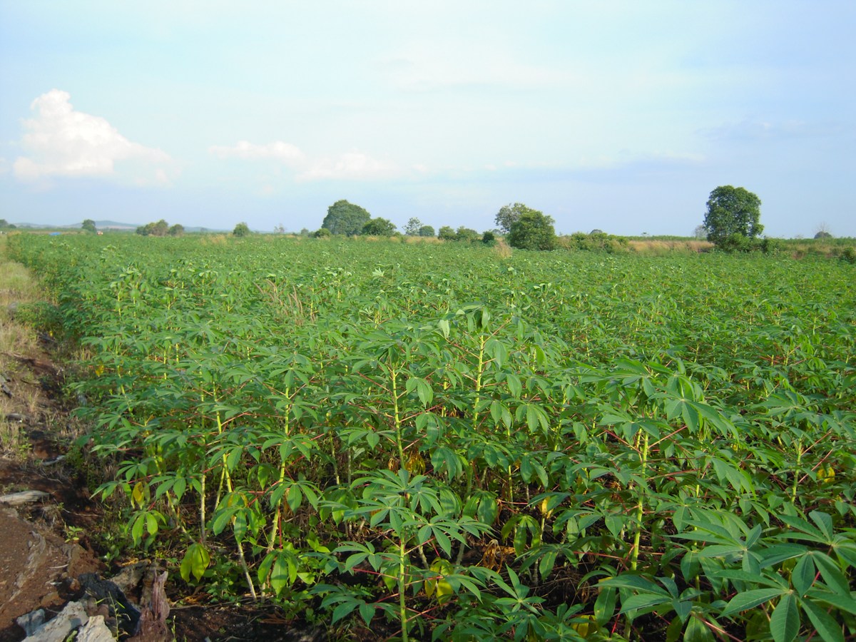 DISTRIBUTOR NASA MEDAN: CARA BUDIDAYA UBI KAYU ( SINGKONG )