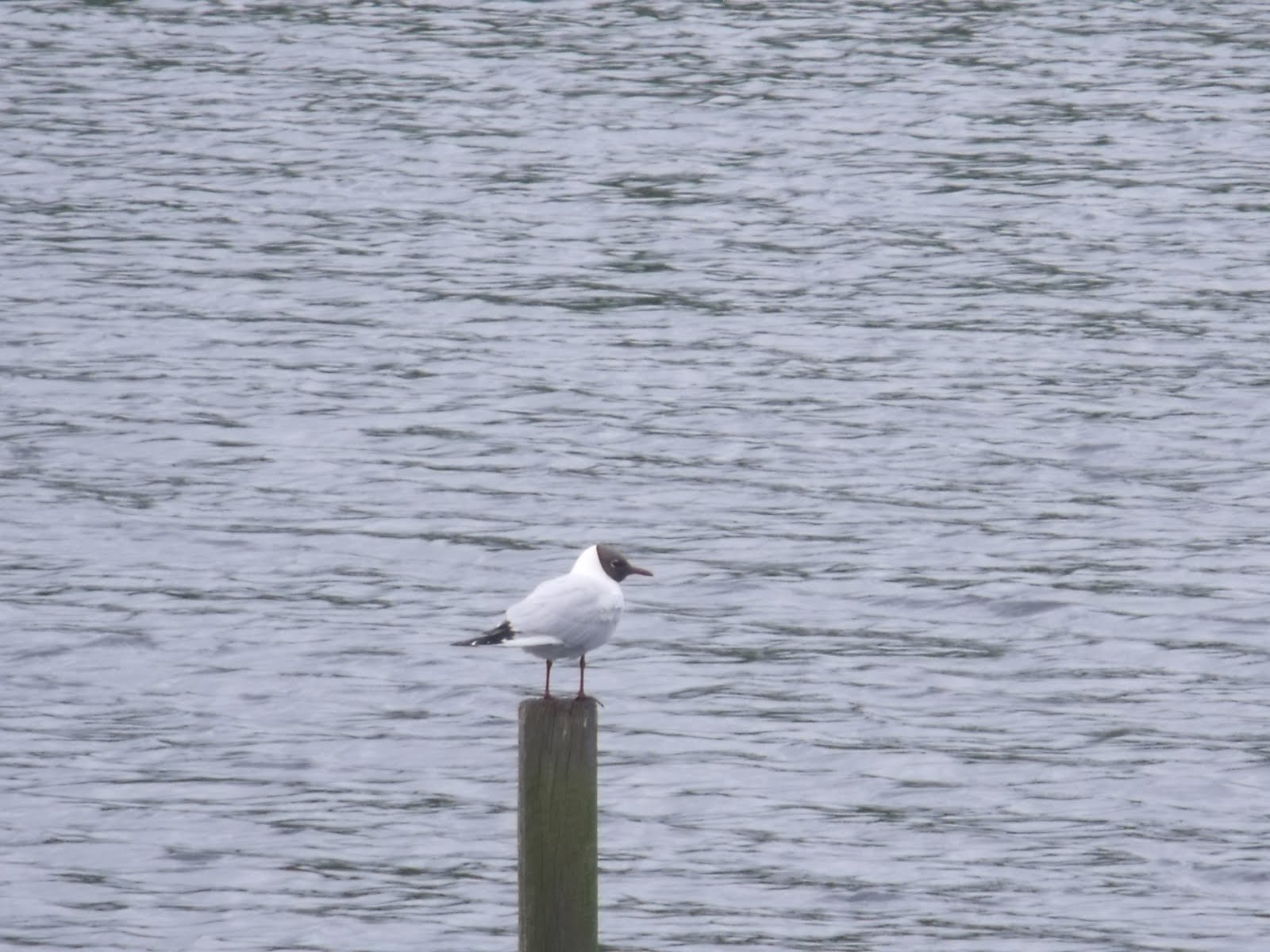Yorkshire Ramblings: Potteric Carr Nature Reserve