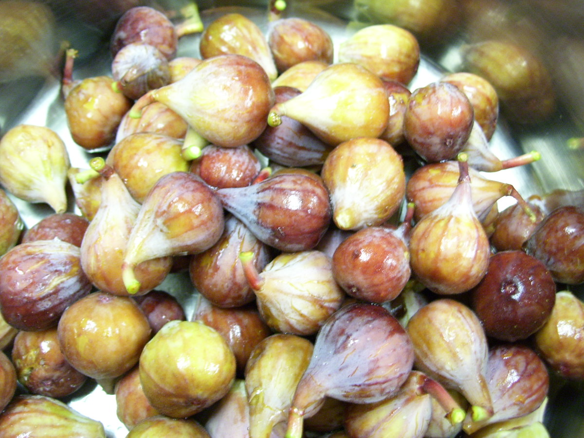 Learning To Live Free: Rotten Fruit - Getting Off The Grid