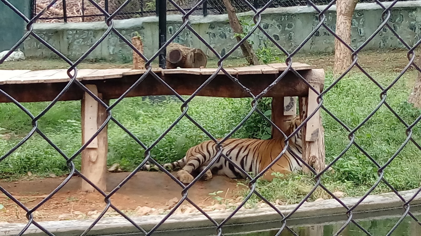 ARIGNAR ANNA ZOOLOGICAL PARK(VANDALUR ZOO ),CHENNAI