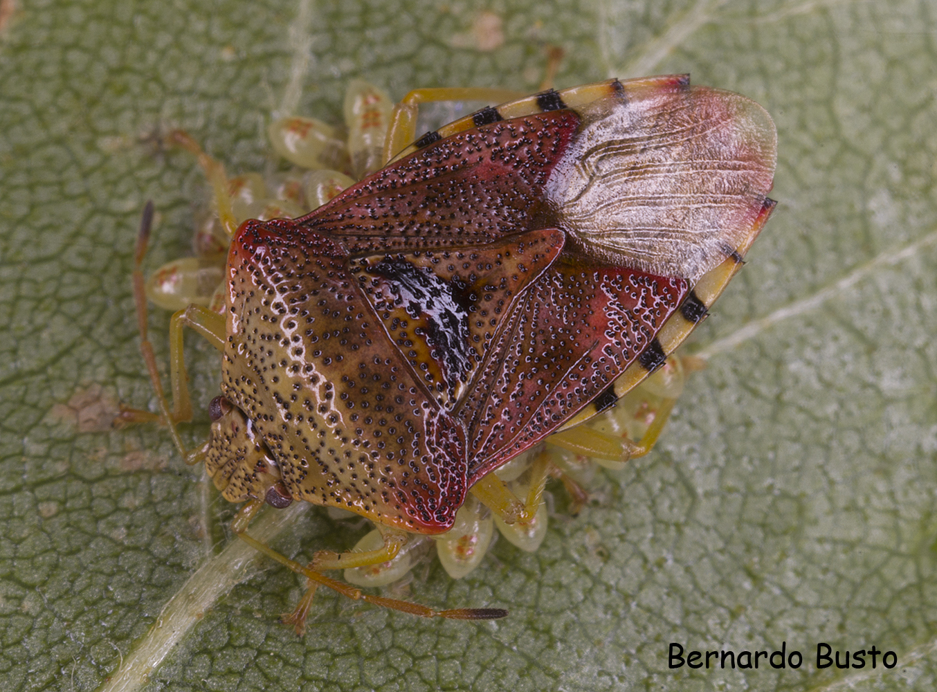 RÍA DE LA VILLA: Larvas