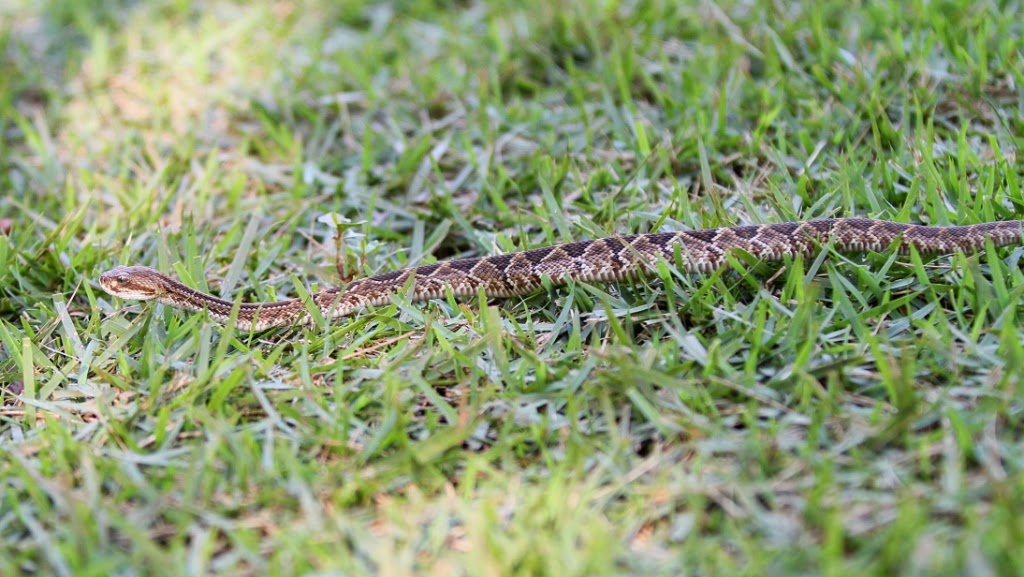Bonito - MS / BRASIL: Crotalus durissus - Cobra Cascavel / Bonito - MS