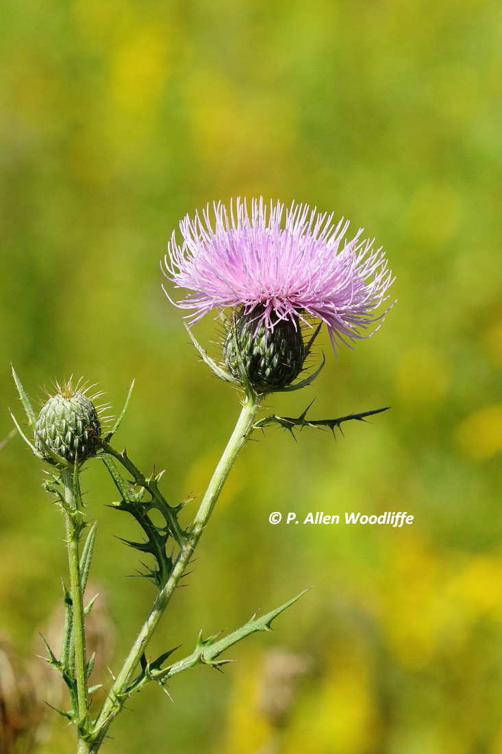 Nature Nuggets: Prairie patch action, #1