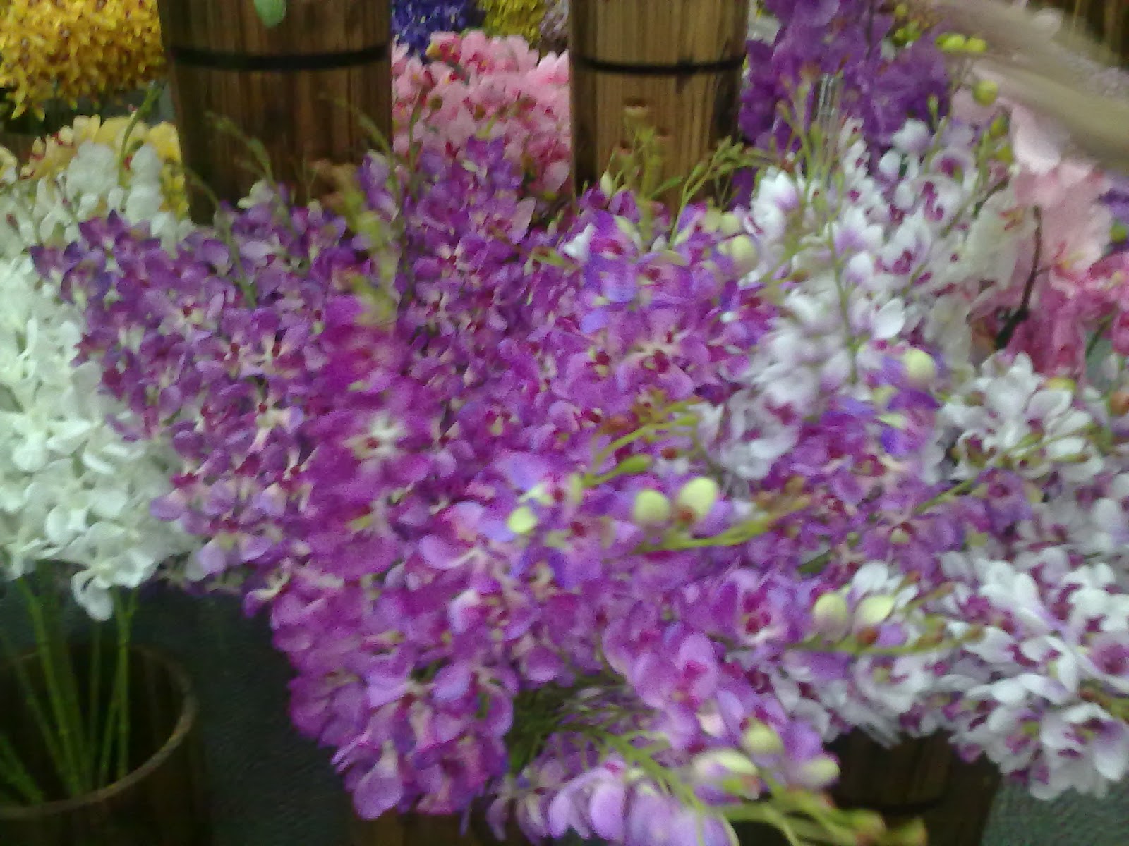 Nani Florist: HIMPUNAN BUNGA-BUNGA ORKID WARNA WARNI