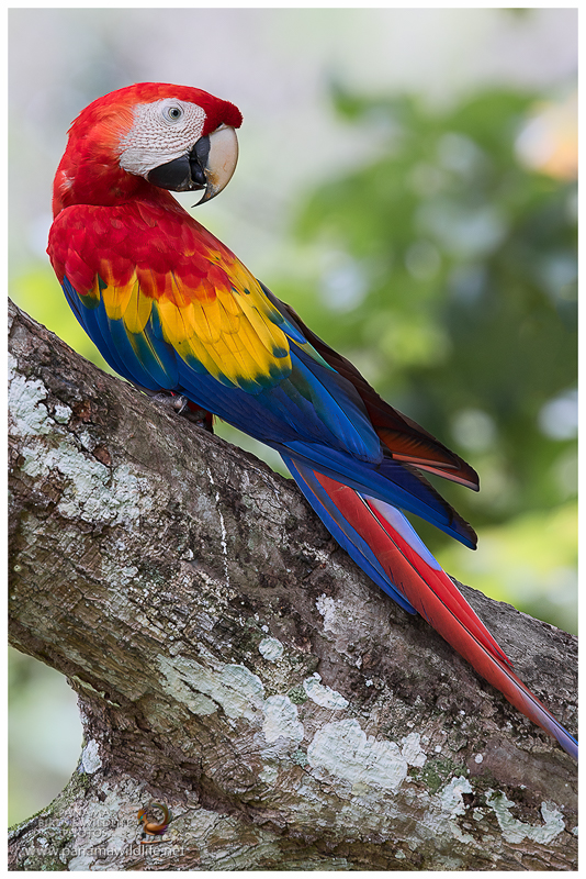 Scarlet Macaws (a success story in repopulating continental Panama)