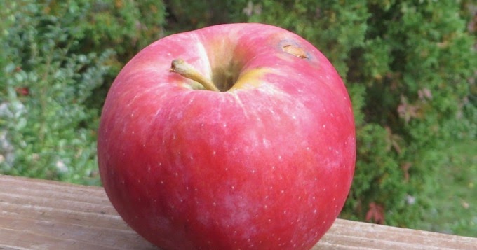 Stalking the Wily Cherry Twizzler - Adam's Apples