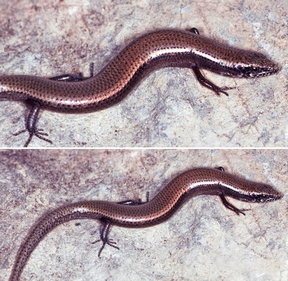 Species New to Science: [Herpetology • 2018] Panaspis namibiana • A New ...