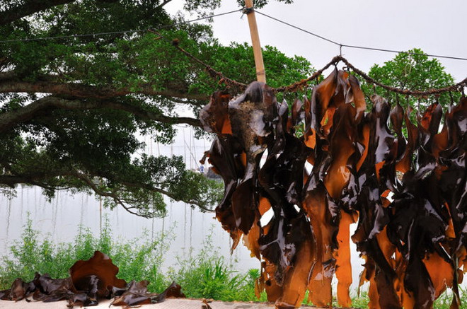 It is the Seaweed Harvest Time of Fujian Xiapu | China Tours Online Blog