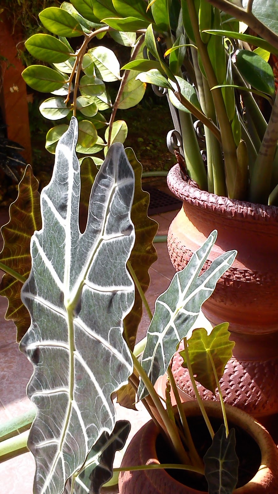 Keringat: Keladi Hiasan