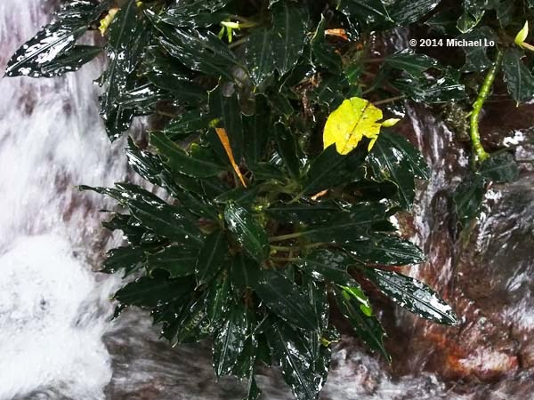 The rainforests of Borneo & Southeast Asia: Bucephalandra bogneri from ...