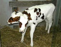 La Chachipedia: La Policefalia. Fotos de animales.