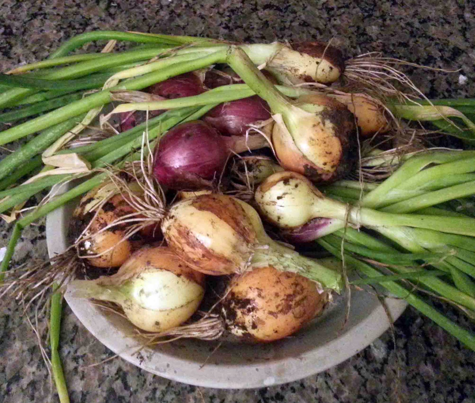 The Gardening Me: Harvest Monday - August 25, 2014