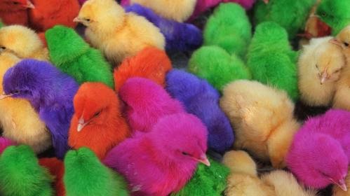 A Través del Uniberto: Pollitos de colores a la venta