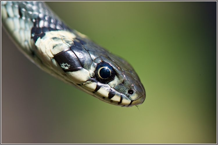 TOM DYRING WILDPHOTO / NN: mai 2011