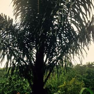 Budidaya Aren : Aren Dari A Sampai Z Dalam Foto