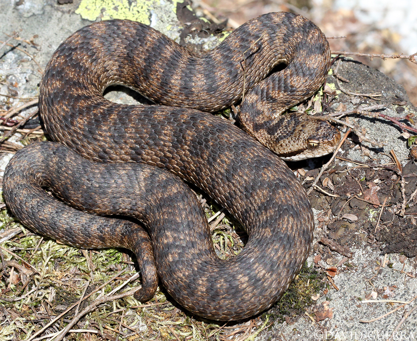 genusvipera: Vipera aspis