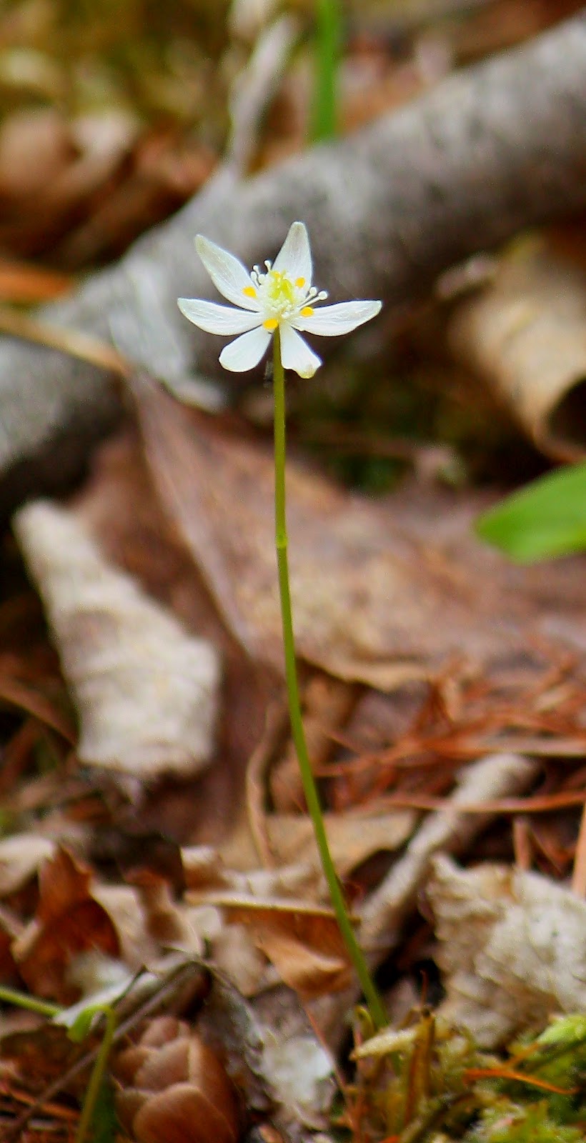 Susan Mayer's Haven: Goldthread flower