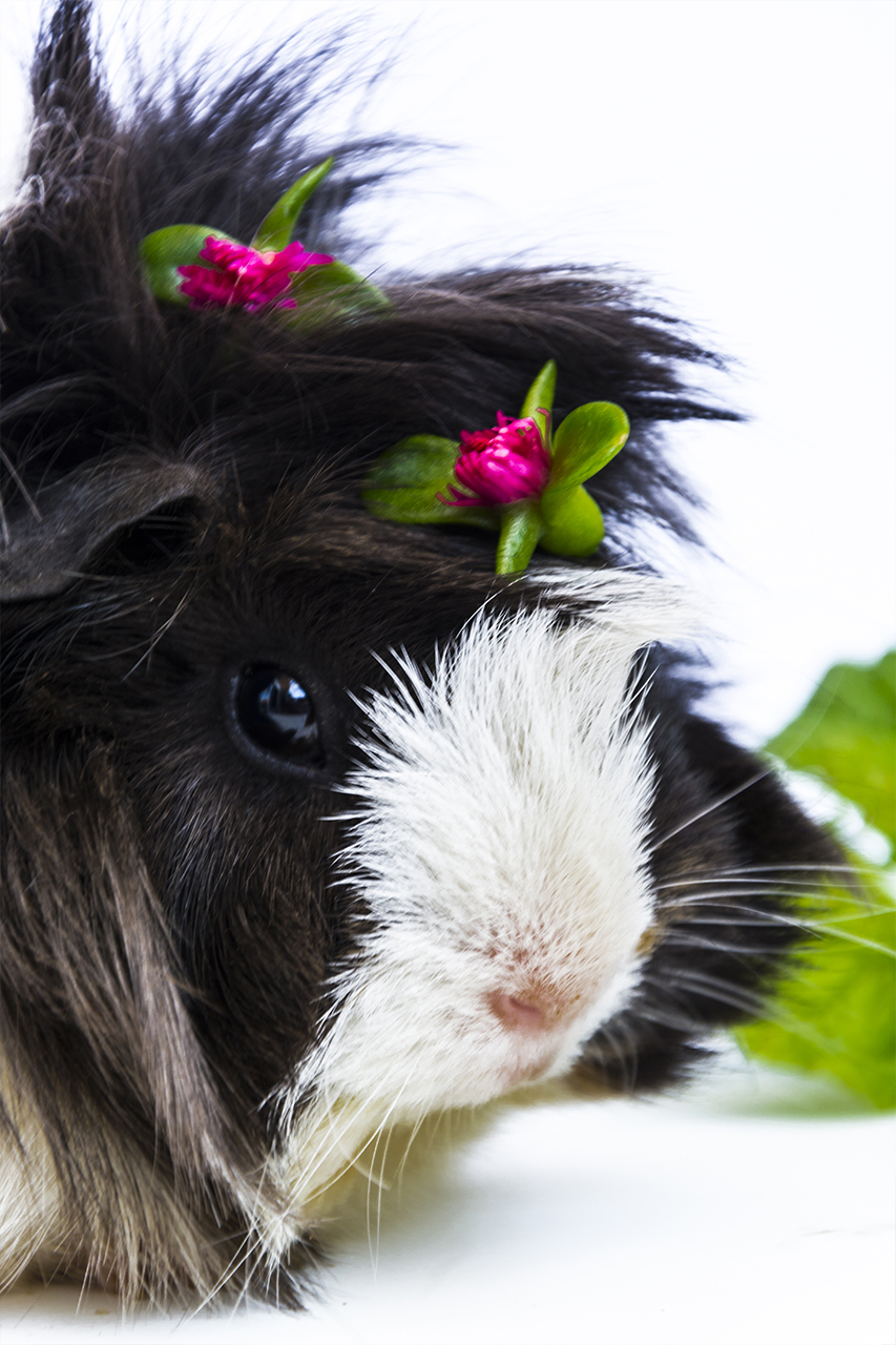 Cobaya peruana blanco y negro