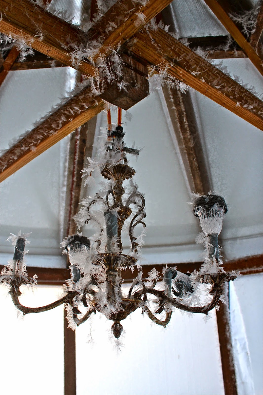 Squash Blossom Farm: Wordless Wednesday: Cold,With Frost Feathers