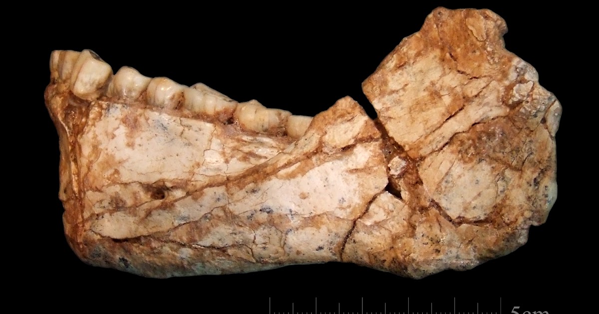 DESCUBRIMIENTO DE LOS FÓSILES MAS ANTIGUOS DE "HOMO SAPIENS"