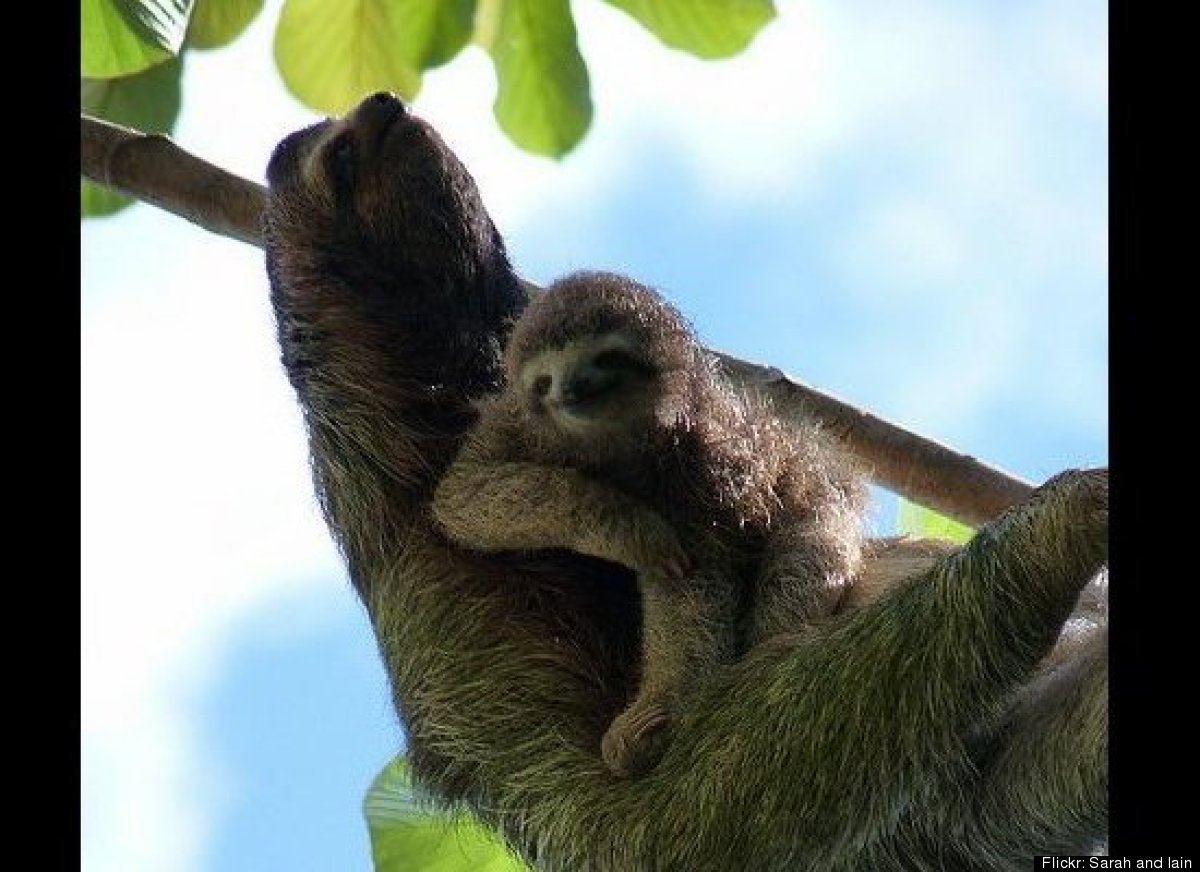White Wolf : Cute Baby Sloths (Photos-Video)