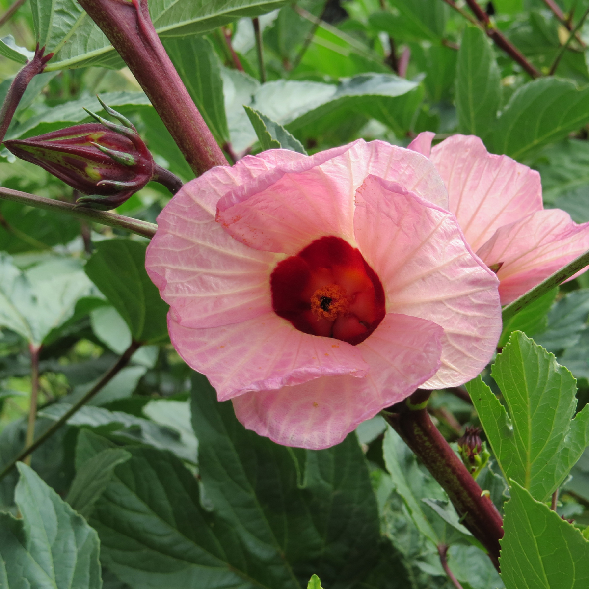 Edible Herbs, Flowers & Other Edibles - Grow Your Own Dinner!: Roselle ...