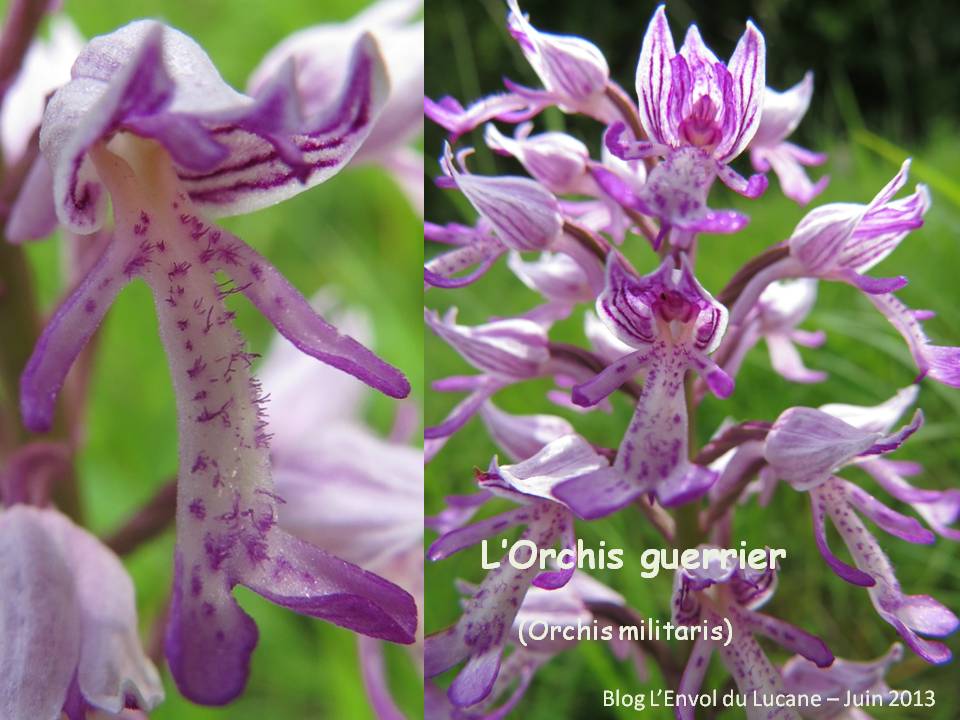 L'Envol du Lucane - Le blog d'OLEM: L'Orchis guerrier (Orchis militaris)