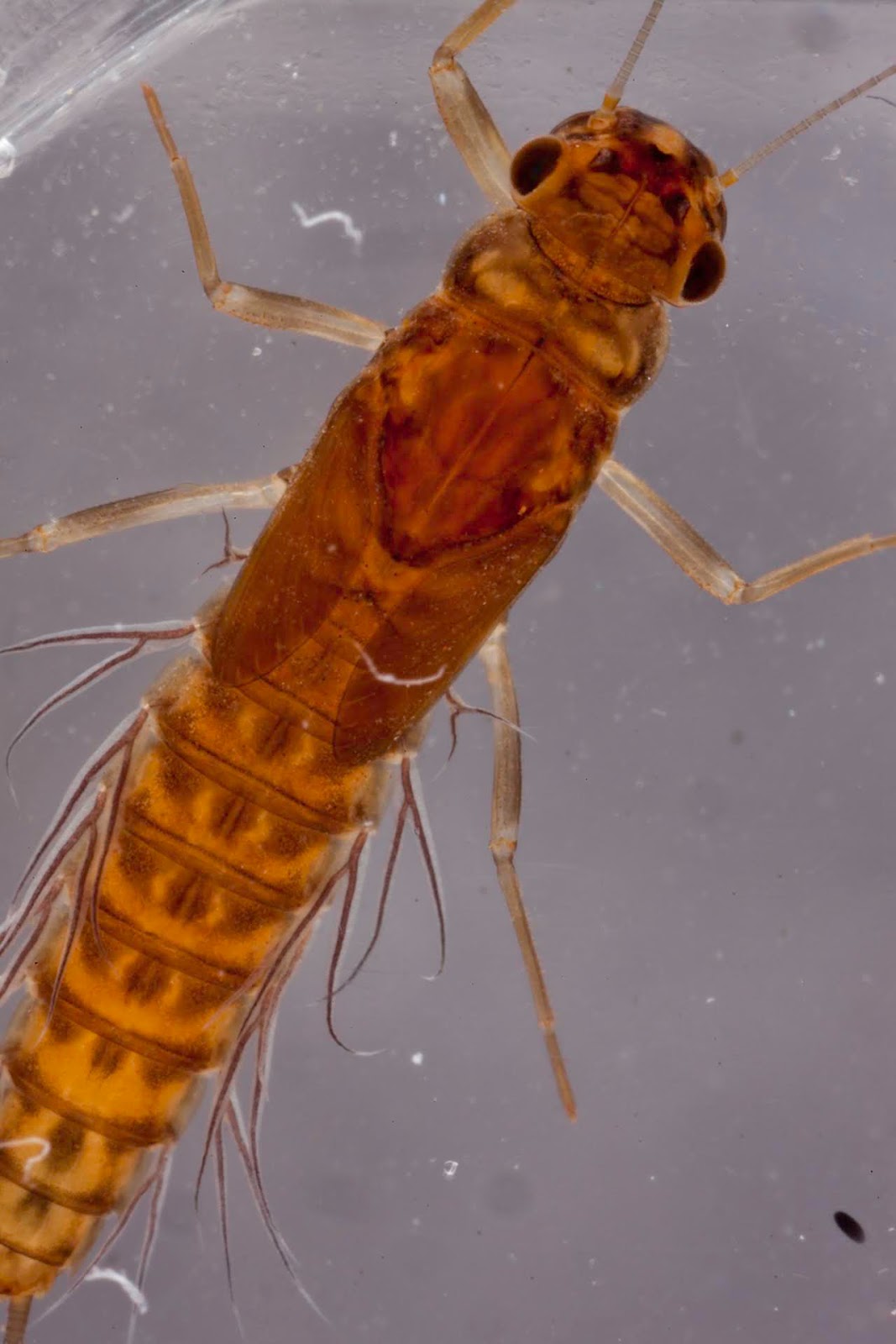 Aquatic Insects of Central Virginia: Our common pronggilled mayfly ...
