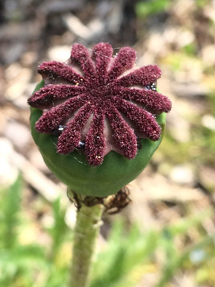 CLARE MITTEN: William Morris Gallery: Visits - Woodblocks