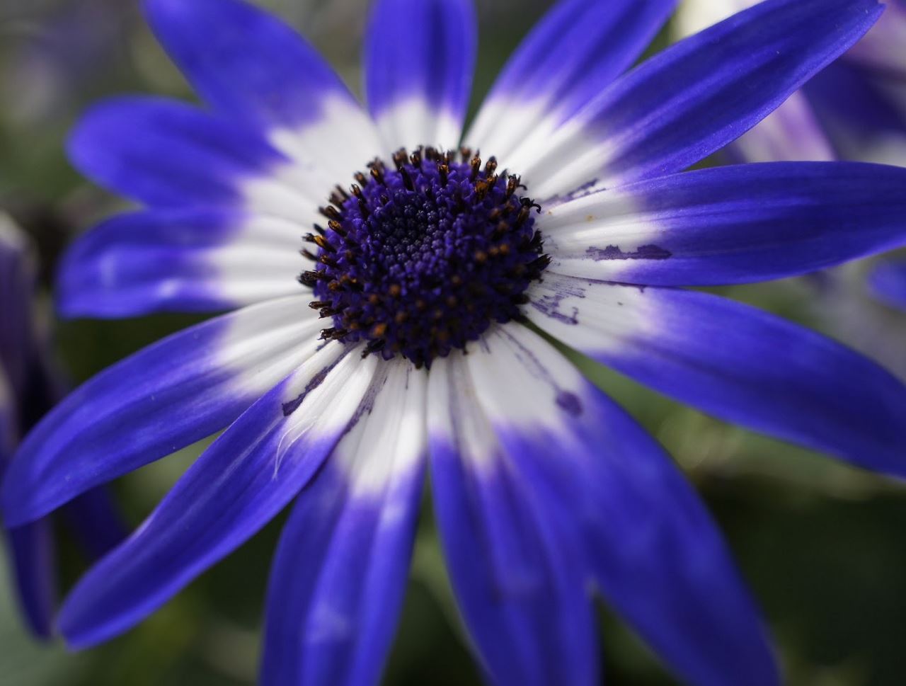 Kuvablogi: Sinivalkoinen kukka