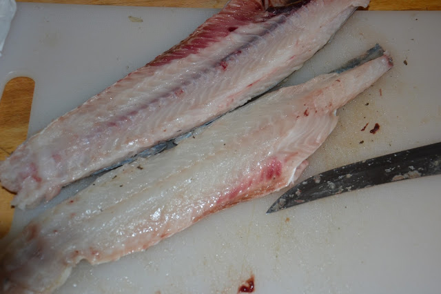 Oppdag Fisk!: Fjesing/Greater Weever/Trachinus Draco (Saltvann)