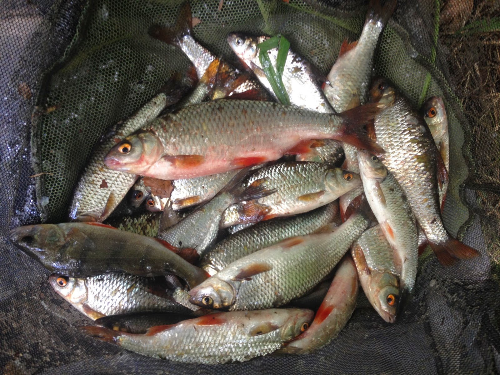 Danny's Angling Blog: River Dane Fishing: Coppers Show For Twilight Peg ...