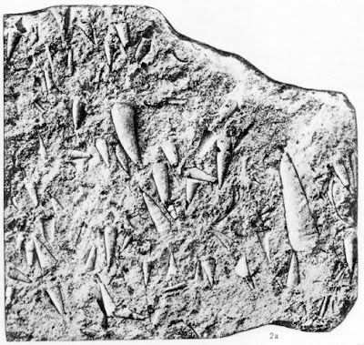 Equatorial Minnesota: Hyoliths III: Season of the Hyolith