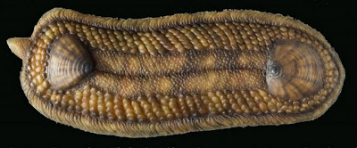 Life Before the Dinosaurs: Halkieria.