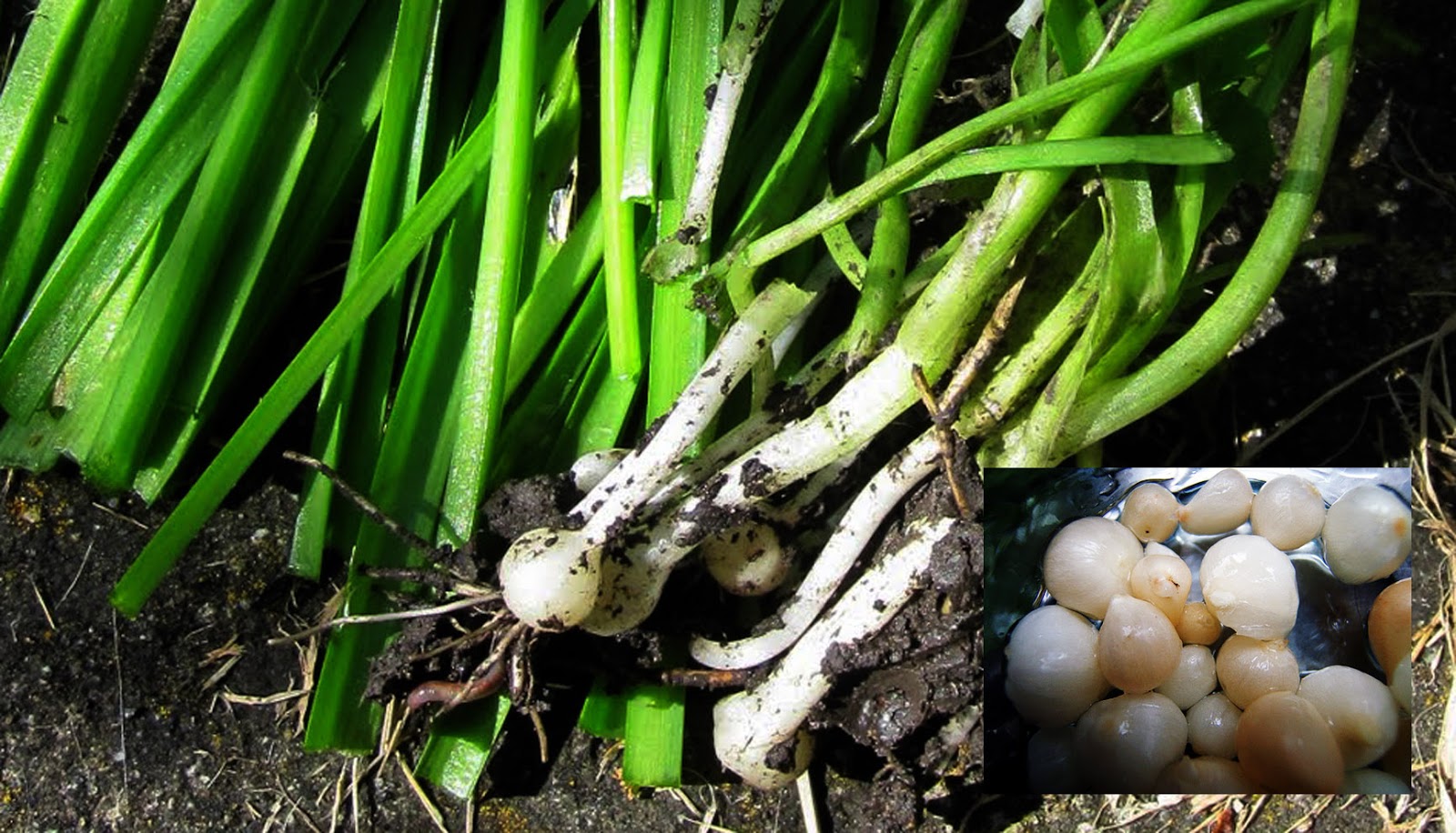 NixPixMix: THREE-CORNERED LEEK