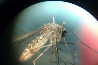 MEDICAL ENTOMOLOGY: Identification of Culex sp. (Adult)