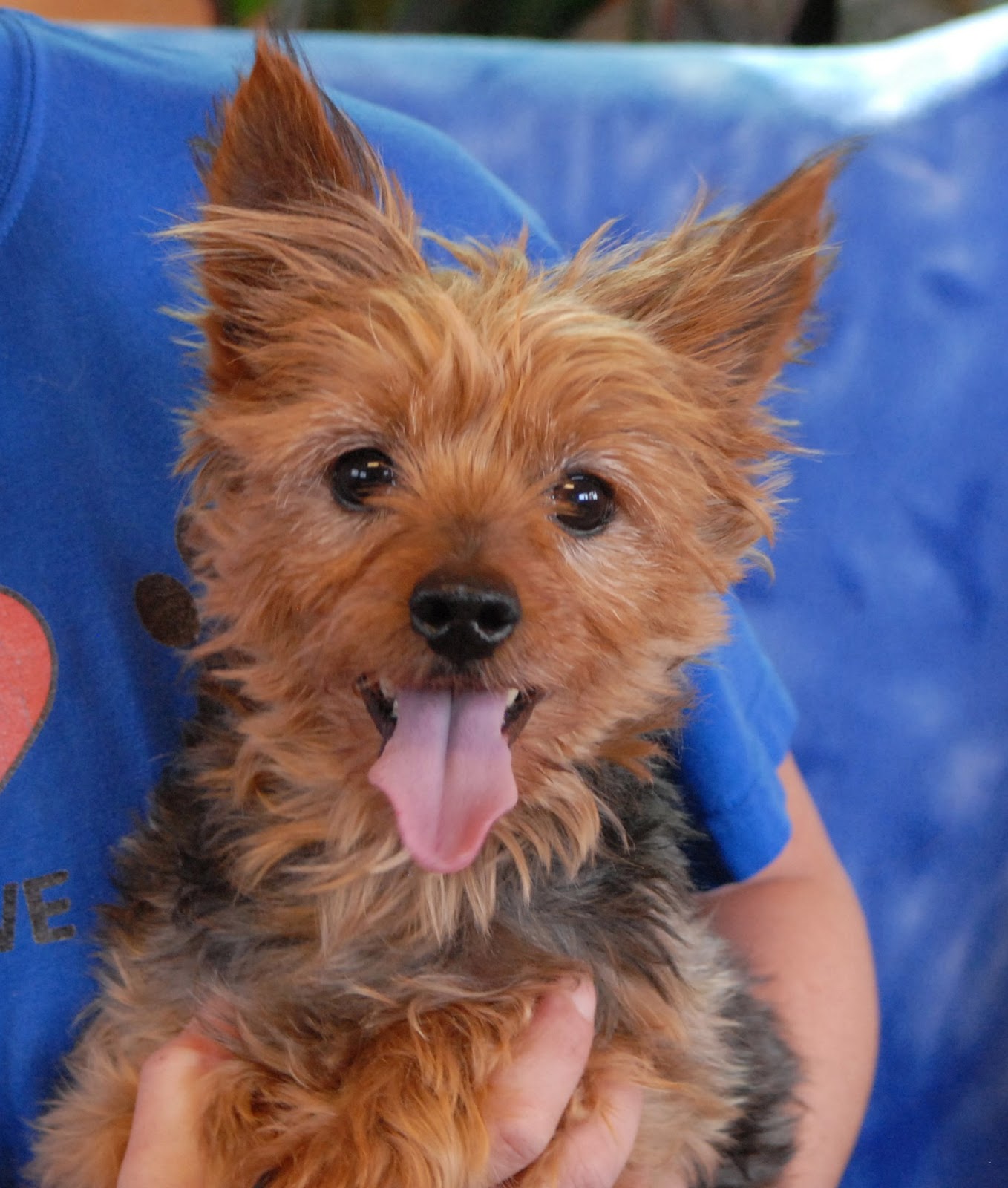 Atlas, an enthusiastic Yorkshire Terrier for adoption.