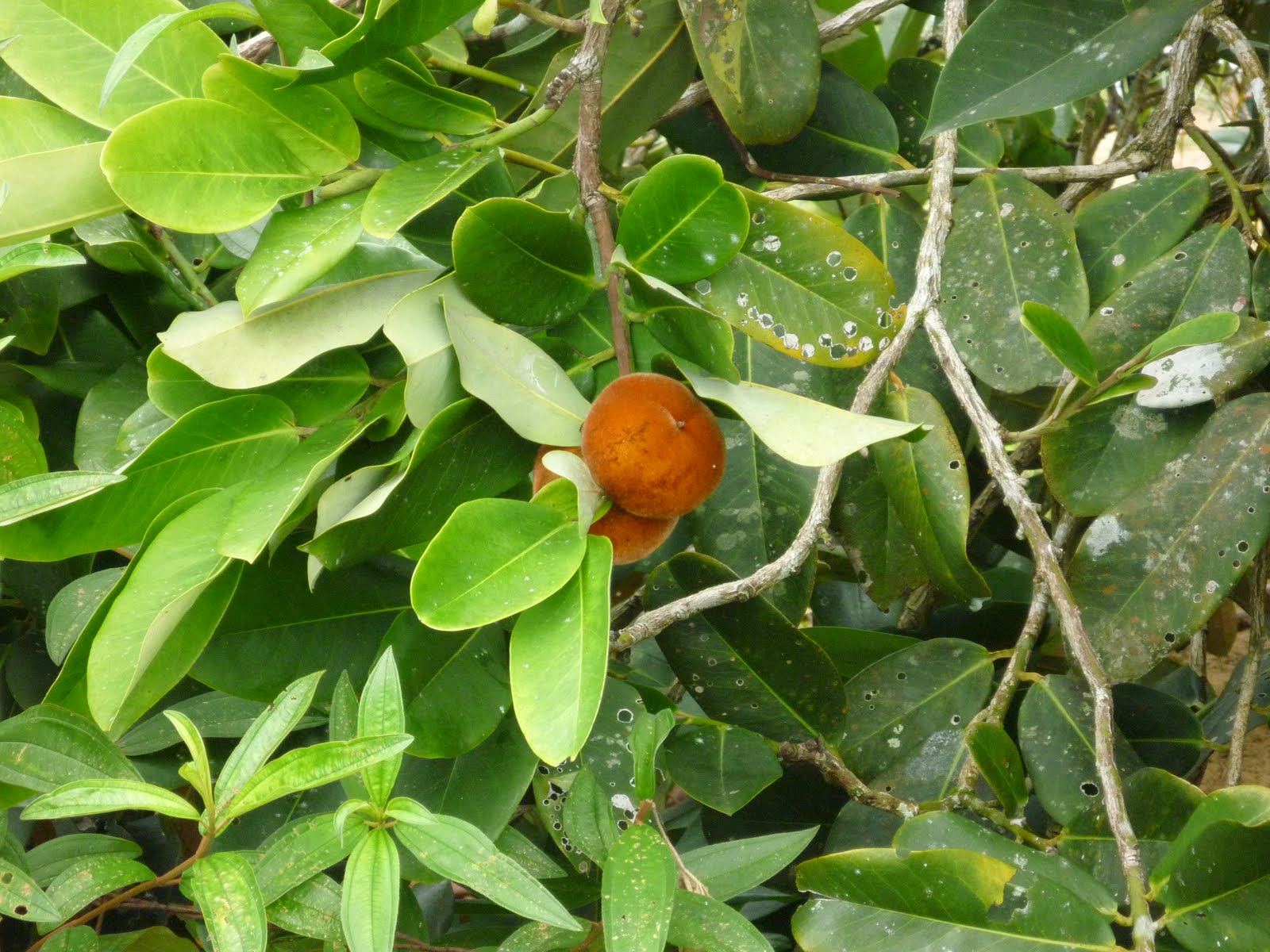 (爱) Peminjam.Rusuk.Fahri (爱): rupa pokok dan buah mentega *edited