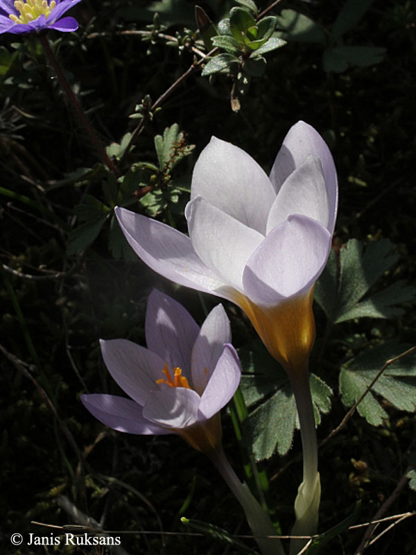 The Country Of Crocuses: Crocus sieberi subsp. atticus (C. atticus )