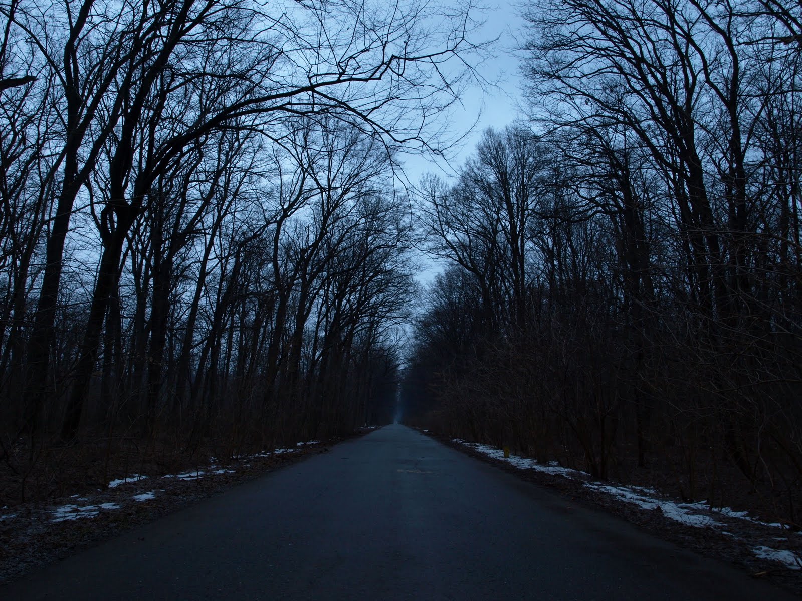 George Pau Photography: Sad Forest