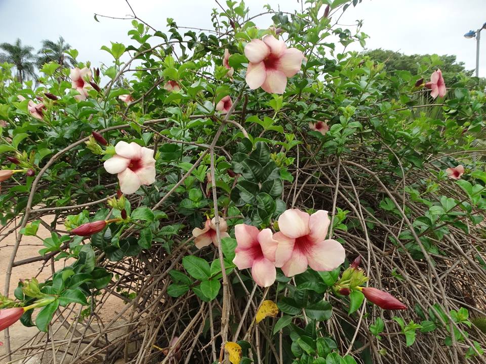 JORNAL R 7ª: ALAMANDA-ROSA, ALAMANDA-ROXA - ( Allamanda blanchetti ).