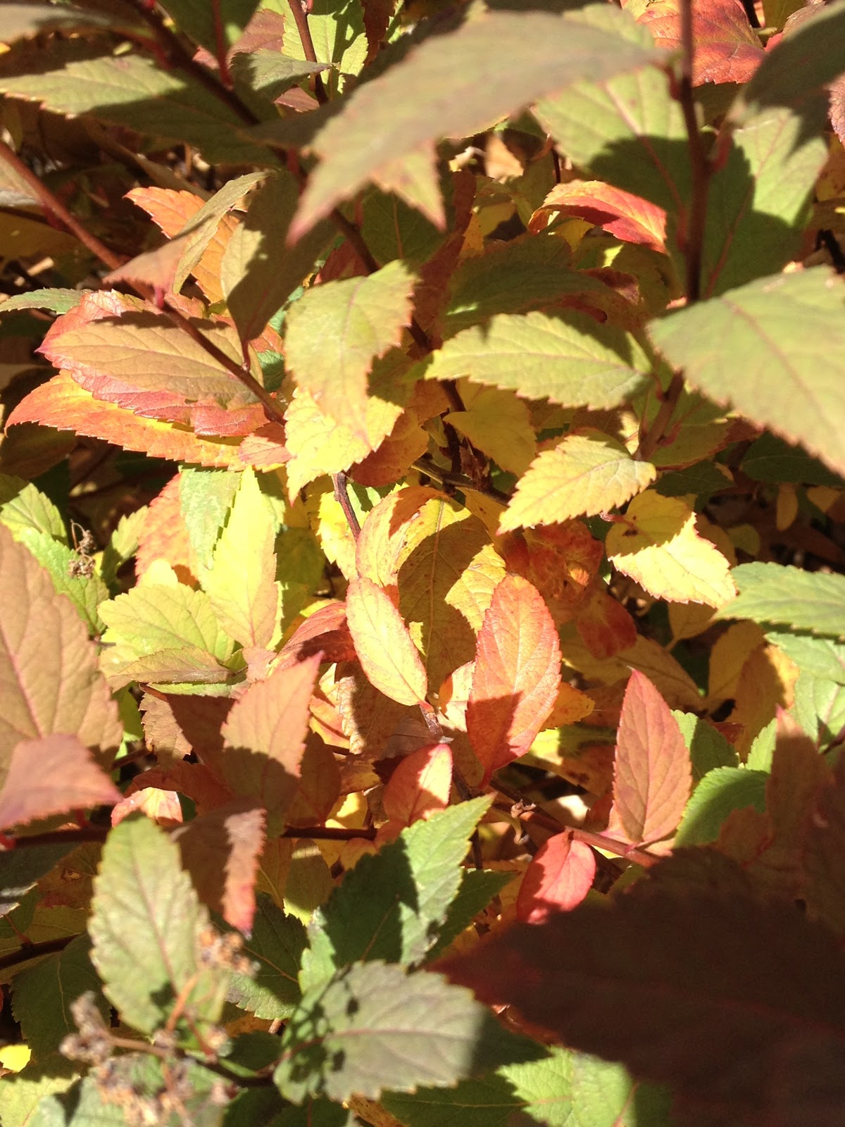 Enjoying My Garden: A little color still remains...