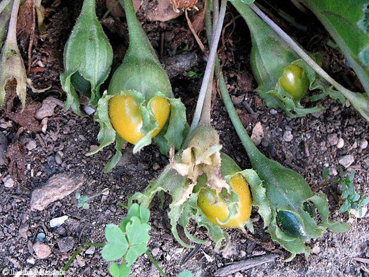 pintar Céntrico Asesorar mandragora fruto color Europa Hospitalidad en casa