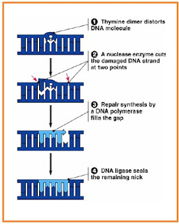 BIOLOGI GONZAGA: MUTASI GEN-CHANGE BASA NITROGEN